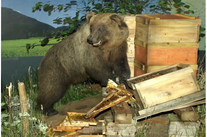 Museum Mensch und Natur-natural history experience - Go now Museum Mensch und Natur-natural history experience - Go now