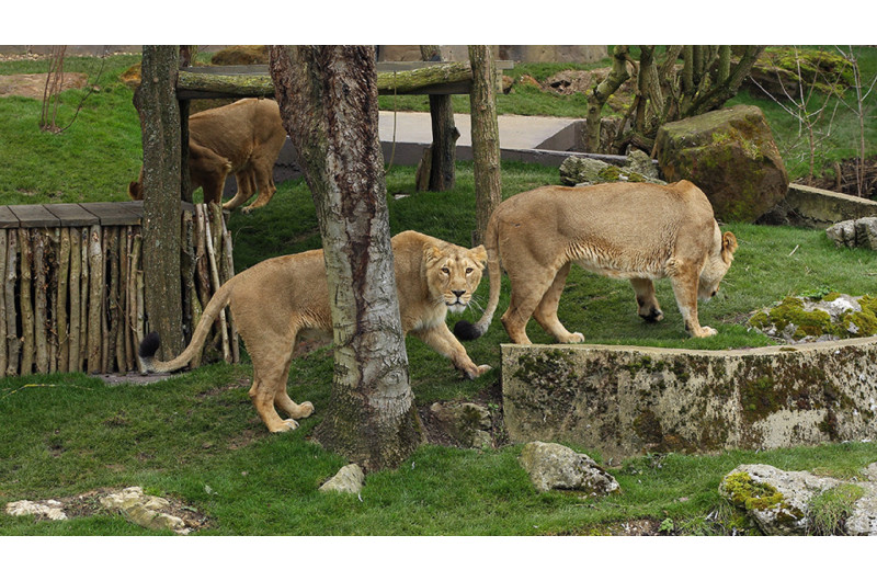 London Zoo I Admission included in the London City Pass
